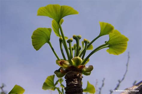 Ginkgo Flower Flowering Period And Characteristics Garden Plants 2025