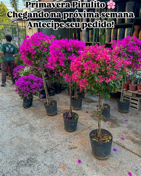 Mercadão Das Plantas®️ 🌱já Ouviu Falar No Forth Cote 🌿 Ele é O