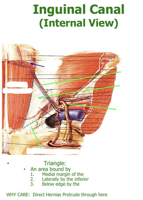 Inguinal Canal Internal View Diagram Quizlet