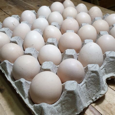 Indigenous Country Eggs Jayabhushan Agro Industries Pvt Ltd