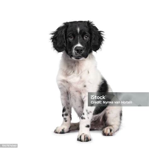 귀여운 흑인과 백인 얼룩된 강아지 측면 방법 달콤한 얼굴과 흰색 배경에 고립 곱슬 귀 Staright 렌즈에서 찾고 앉아 가정 생활에 대한 스톡 사진 및 기타 이미지