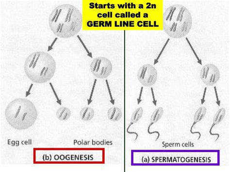 Ppt Meiosis Genetics Powerpoint Presentation Free Download Id9291946