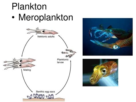 Ppt Life Near The Surface Powerpoint Presentation Free Download Id