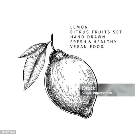 손으로 그린 레몬 과일 가지 새겨진 벡터 그림입니다 신 감귤류 이국적인 식물 여름 수확 잼 또는 칵테일 비건 성분 메뉴 패키지 화장품 식품 디자인 레몬에 대한 스톡 벡터