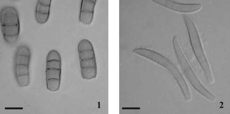 Variation In Asexual Spore Morphology Between The Mycosphaerella