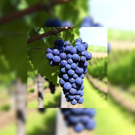 Monastrell Viveros Bravosol