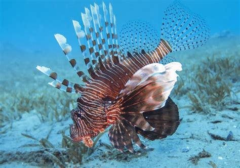 Отровната риба е забележана и во Далмација Ohridsky