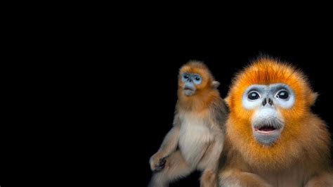 4k Monkey Wallpapers Wallpaper Cave