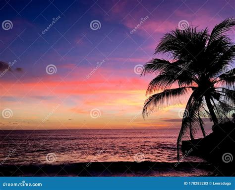 Sunset On The Beach Silhouette Of Palm Tree In Ocean Stock Image