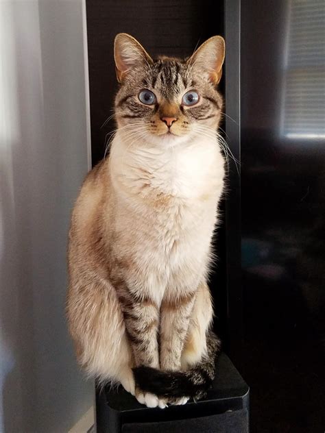 Princess Hinata Sits Next To The TV So Everybody Has To Look At Her R KittyTailWrap