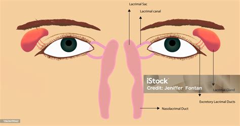 Eye Anatomy Lacrimal Duct Anatomy Of The Lacrimal Drainage System