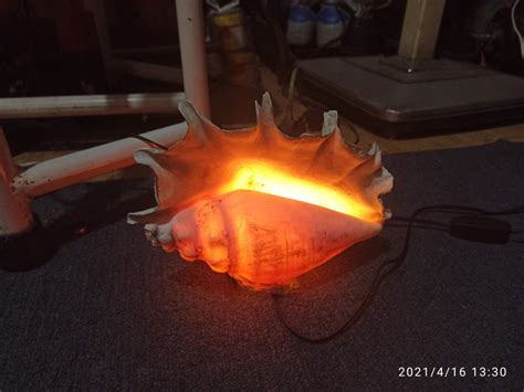 Shell Lamp Furniture And Home Living Home Decor Other Home Decor On
