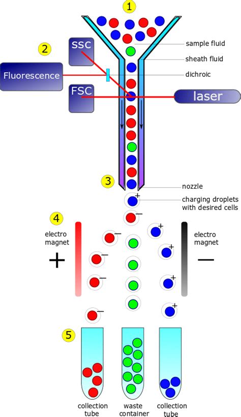 Flow Cytometry And Cell Sorting By Facs In The Flow Cell 1 The