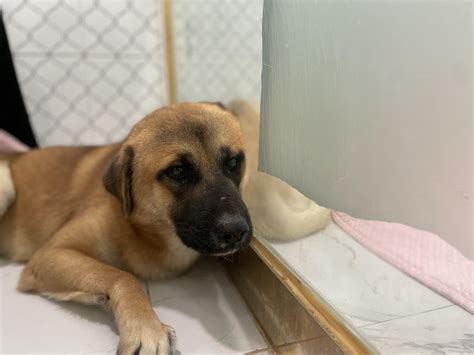 진도믹스 산이 노르웨이숲성격 데본렉스성격 뱅갈성격 샴성격 셀커크렉스성격 스핑크스성격 아메리칸숏헤어성격 아메리칸컬성격 아비시니안성격 엑조틱성격 터키시앙고라성격 페르시안성격