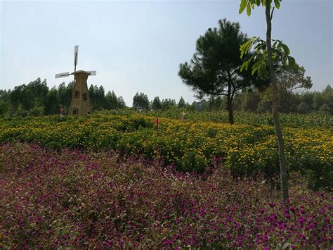 2023花雨湖生态休闲旅游区游玩攻略 花海不错地方不大项目开 去哪儿攻略