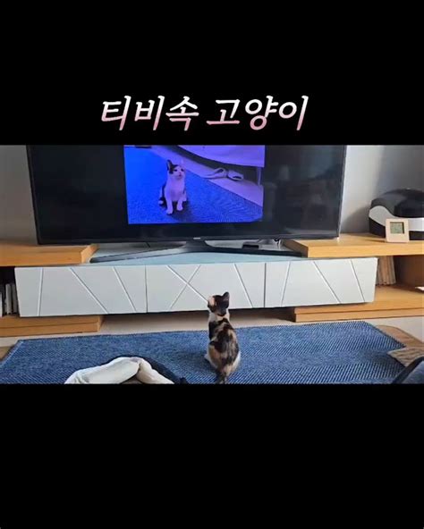티비속고양이고양이일상 고양이영상 Cat Kitten Youtube