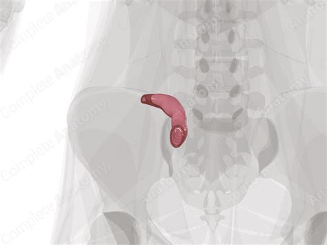 Terminal Ileum Complete Anatomy