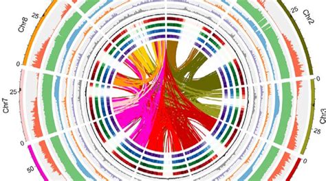 二代 三代全基因组重测序联合hi C组装萝卜高质量基因组 哔哩哔哩