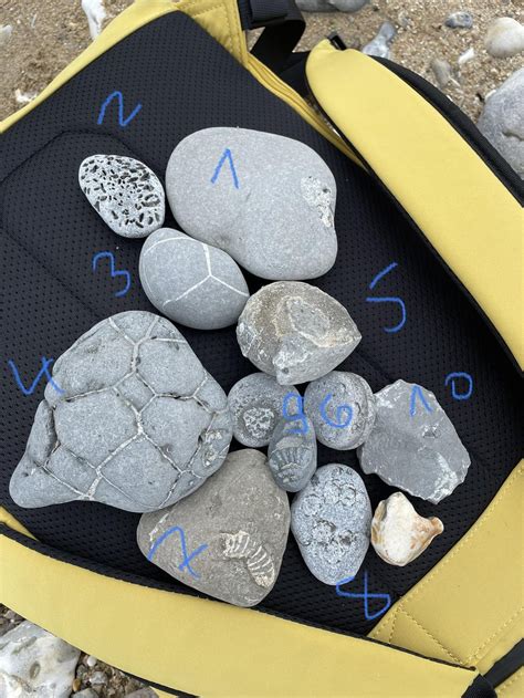 Help Identifying These Fossils R Fossilhunting