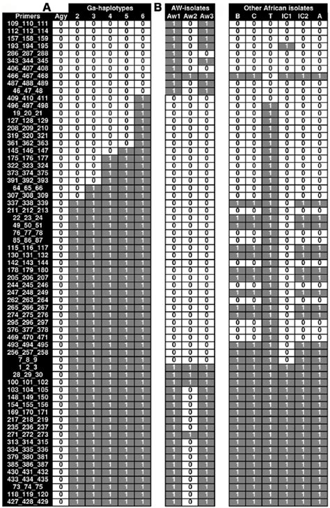 Snp Typing Analysis Of African M Ulcerans Isolates A M Ulcerans Download Scientific Diagram