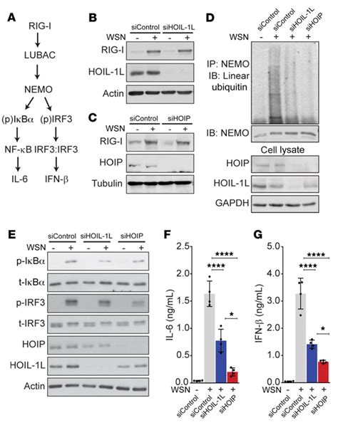 Linear Ubiquitin Chains Modulate The Nf κb Response To Iav Downstream