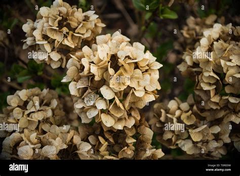 Dried Flower Head Of Hydrangea Macrophylla Plant Providing Winter