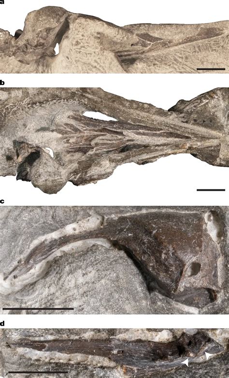 69 Million Year Old Fossil Discovery Reveals Earliest Modern Bird The