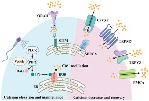 Calcium And Ip3 In Signaling Pathways