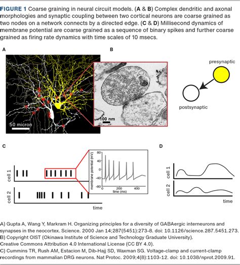 deciphering the mysteries of the neural code ugeskriftet dk