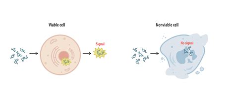 Cell Viability Inventro
