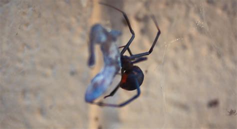 Redback Spider Eating A Small Gecko Rnatureismetal