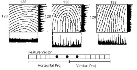 projections of various subsections of the binary skeleton image