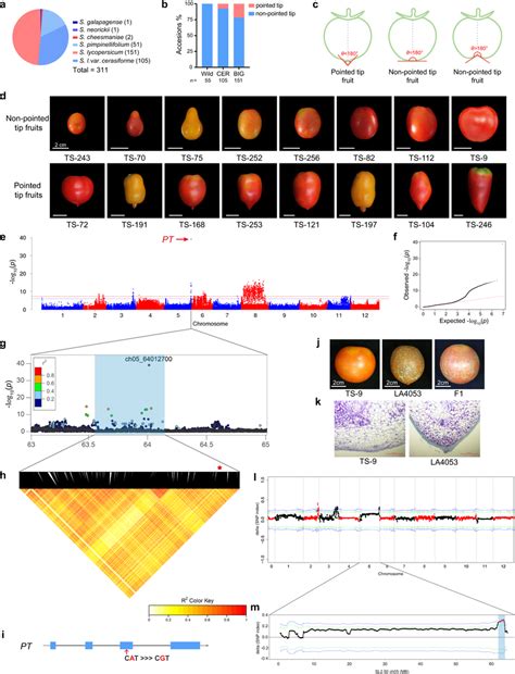 Identification Of Major Loci For The Pointed Tip Trait Using Gwas And Download Scientific