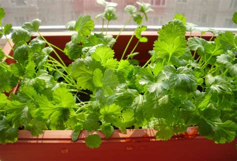 怎樣種芫荽 教你怎麼種植芫荽的方法 愛我窩