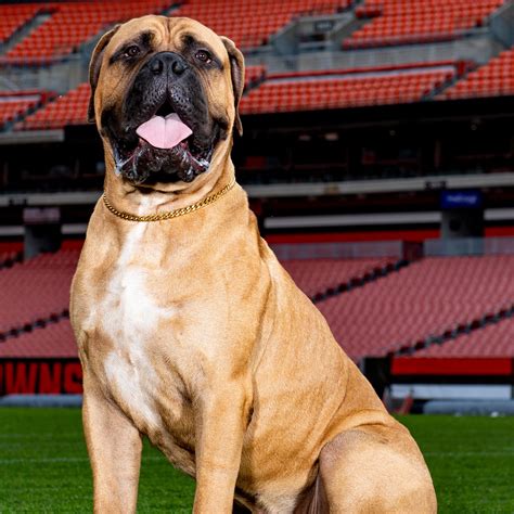 Browns Mascots Cleveland Browns