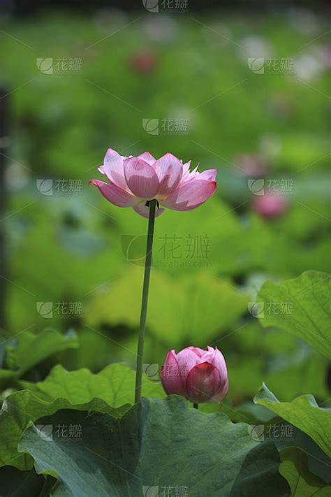 夏日的荷花盛开了