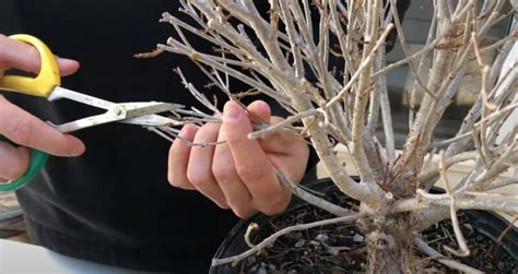 How To Care For A Dying Ficus Tree Step By Step Guide