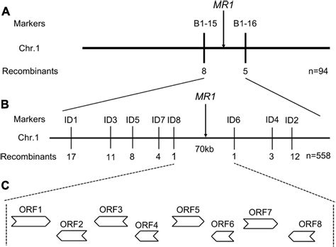 Frontiers Fine Mapping Of Rice Specific Mr1 A Gene Determines Palea