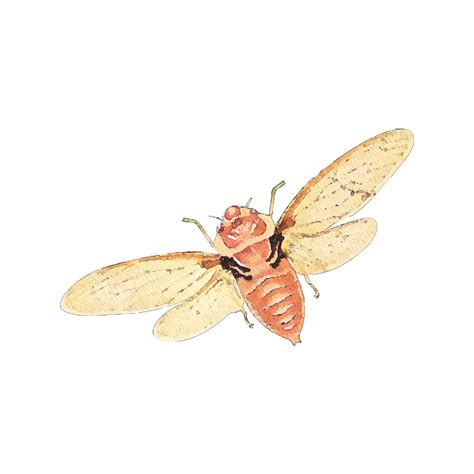Premium Vector Cicada Watercolor Vector Illustration