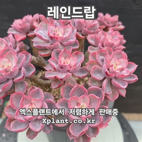 레인드랍 레인드롭 다육이 다육식물 다육 Succulent 多肉植物 다육싸게파는곳 엑스플랜트 은지네다육 Youtube