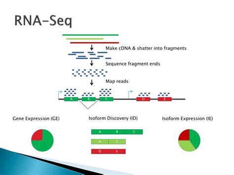 Ppt Estimation Of Alternative Splicing Isoform Frequencies From Rna