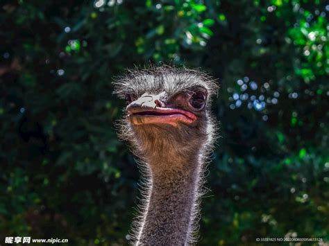 鸵鸟摄影图野生动物生物世界摄影图库昵图网