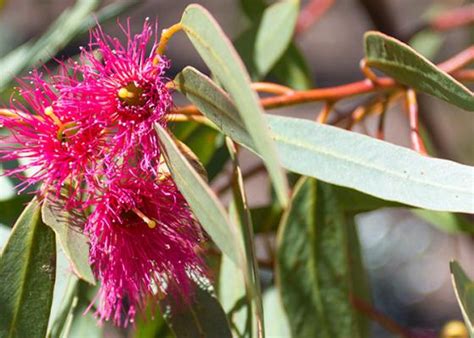 Plants Yarra Landscapes