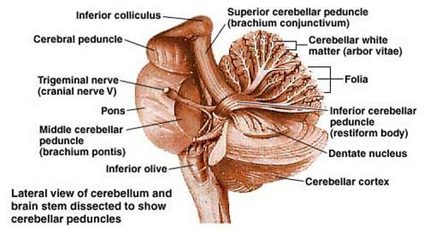 Cerebellum The Central Nervous System