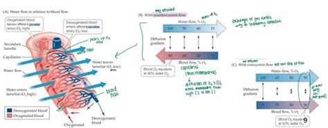 Biol 211 Test 2 Flashcards Quizlet