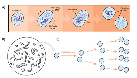 Pictures Of Different Types Of Microorganisms
