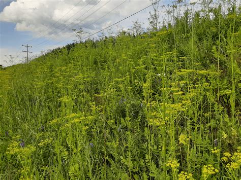 Wild Parsnip An Edible Root With Poisonous Sap The Adirondack Almanack