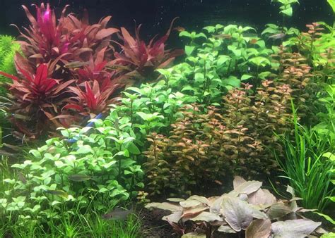 Tips And Tricks For Dutch Style Aquascaping Barr Report Forum