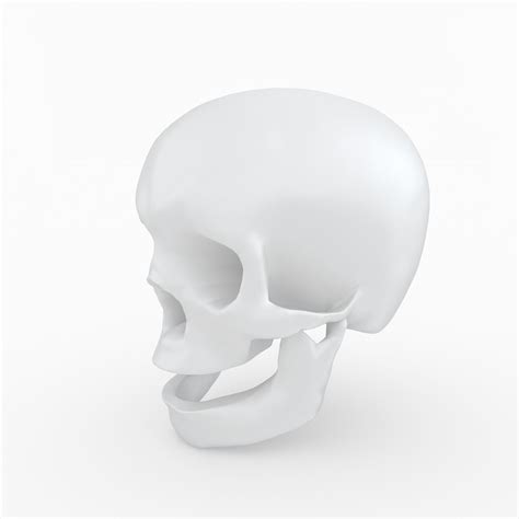 인간의 두개골 3d 모델 3 Fbx 3ds Max Obj Free3d