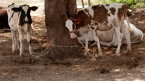 Коні Ваговози Жеребець на Паровку Привезли лошицю з Бачача Коні Тернопільщини🔥🔥🔥september 24